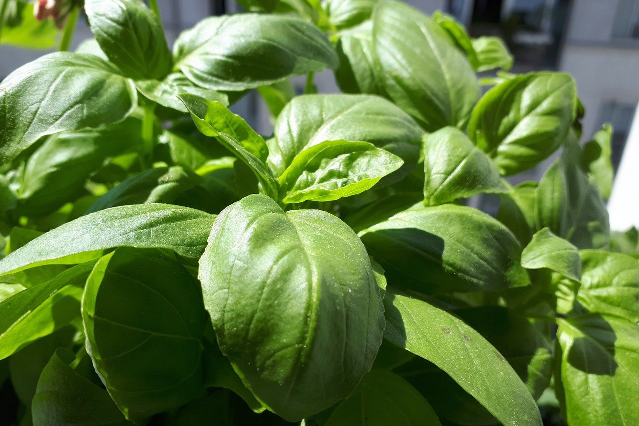 The Best Way To Grow Basil In Containers - The Good Gardener