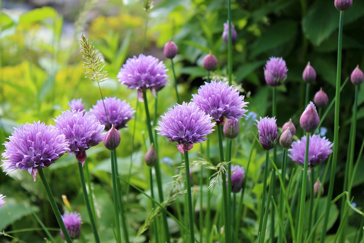 The Best Way To Grow Chives In Containers - The Good Gardener