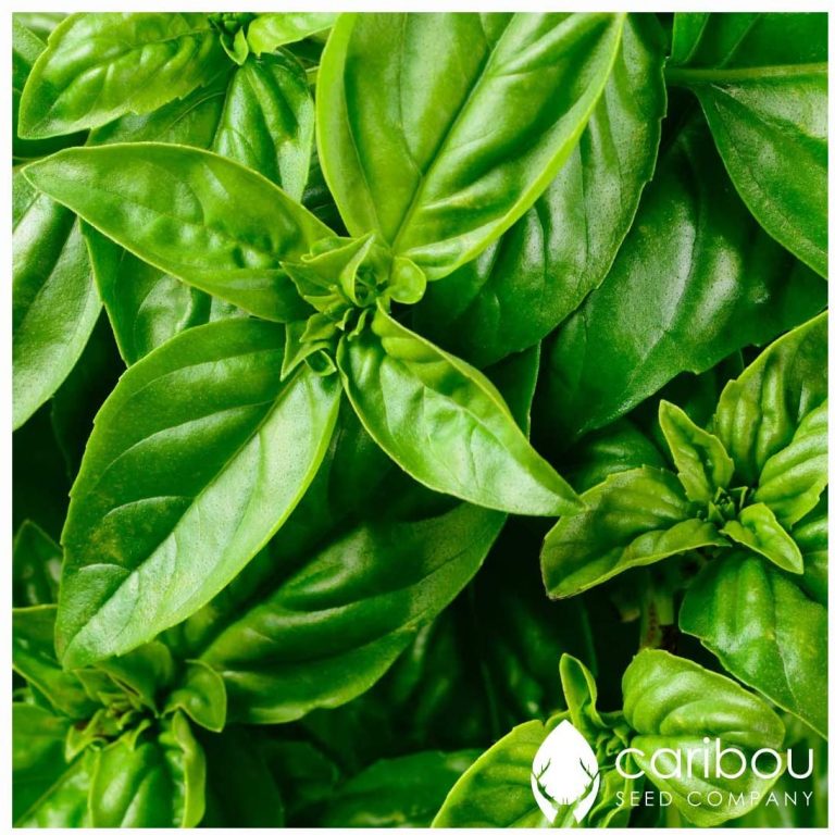 The Best Way To Grow Basil In Containers - The Good Gardener